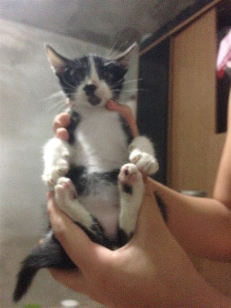 Doação de filhote de gato macho pelo curto e de porte pequeno em Guarulhos SP