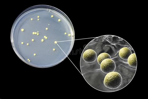 Micrococcus Bacteria Classification Spherical Shapes Of Bacteria