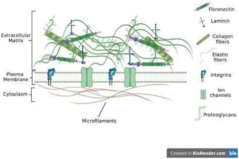 Biomimetics Mdpi On Linkedin Recommendedpaper Tissues Organs