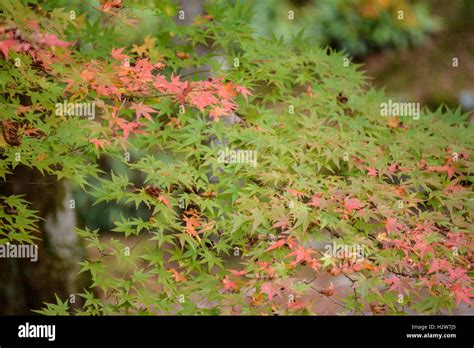 Autumn Leaves With Green And Red Maple Leaf In Japan Soft Focus Filter