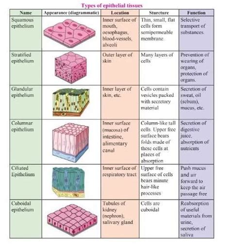 Diagram Of Labeled Parts Of Epithelial Tissue