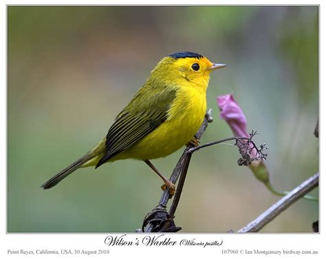 Ians Bird Of The Week Wilsons Warbler Lees Birdwatching