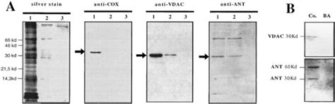 Vpr Interaction With The Ptpc A Retention Of Ant And Vdac By Vpr