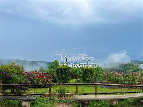 ไร่มอล์ลี่ วิว สวนสตอเบอรี่ ลานกางเต๊นท์ชมทะเลหมอก ทุ่งกังหันลมเขาค้อ