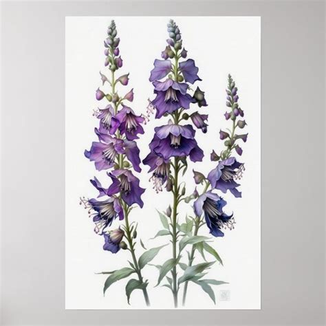 Purple Larkspur Flower Art Print Poster Zazzle