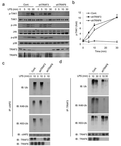 Different Modes Of Traf3 Ubiquitination Selectively Activate Type I