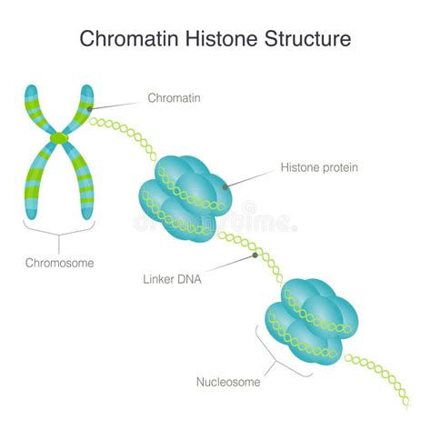 Linker Dna Preferential Interaction Of The Core Histone Tail Domains