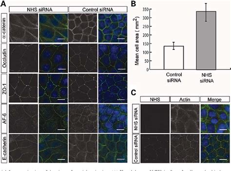 Figure 3 From The Nancehoran Syndrome Protein Encodes A Functional