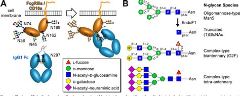 Figure from CD a with oligomannose type N glycans is the only low affinity Fc γ receptor