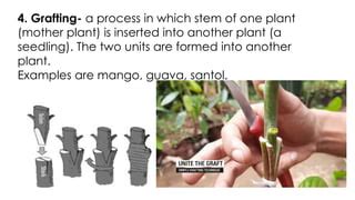 TLE Plant Propagation Asexual And Sexual Pptx
