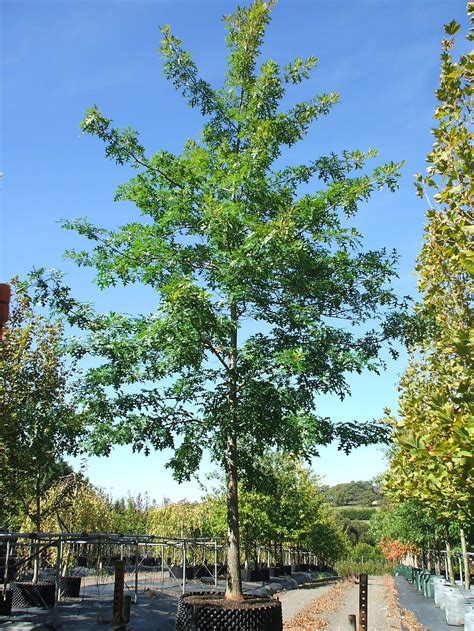 Quercus Palustris
