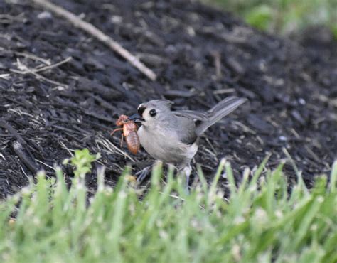 Top Predators Of Spotted Lanternflies Outside My Window