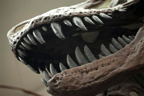 Antigo dinossauro pré histórico esqueleto fóssil paleontologia conceito