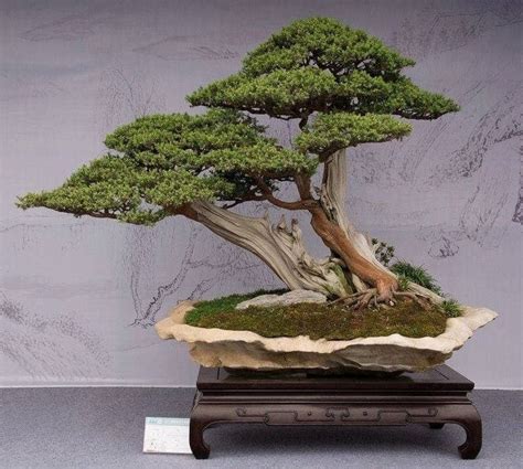 Bonsai Styles Bonsai Tree Gardener