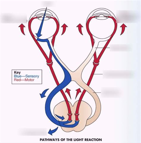 Pupillary Reflex Diagram Quizlet