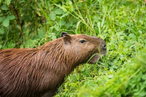 Premium Photo Capybara In The Forest