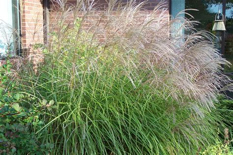 Wisconsin Invasive Plants Replacements And Impact Johnsons Nursery Kb