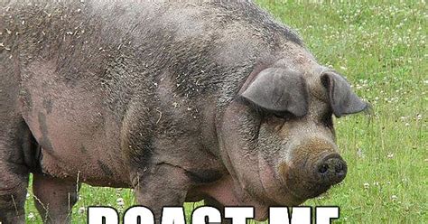 My Apologies For The Selfie Roast Me Meme On Imgur