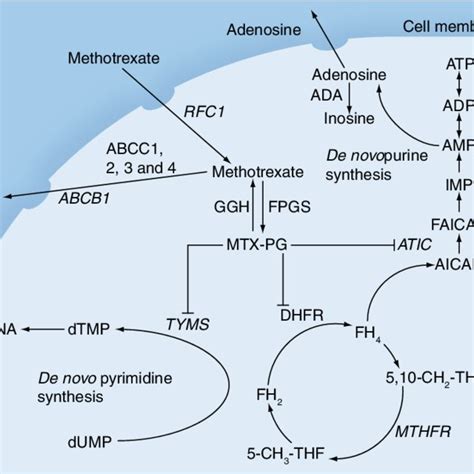 Cellular Pathway Of Methotrexate Methotrexate Mtx A Folate Download Scientific Diagram