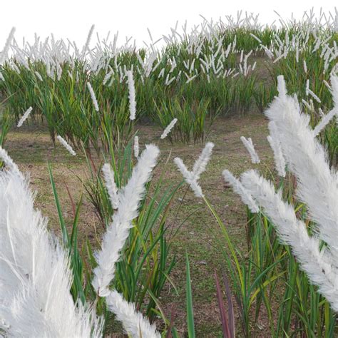 Imperata Cylindrica Cogongrass 3d Model 3dtree