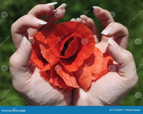 Fragile Flower Stock Image Image Of Natural Innocence 21165257