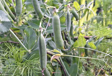 Як боротися зі шкідниками гороху натуральними засобами Читайте на Ukr Net