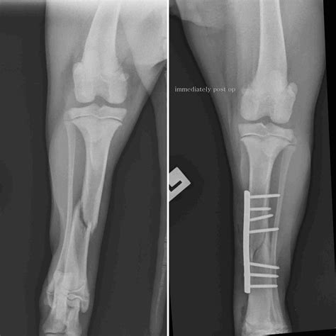 Fracture Repair At South Cranbourne Veterinary Surgery South Cranbourne Veterinary Surgery