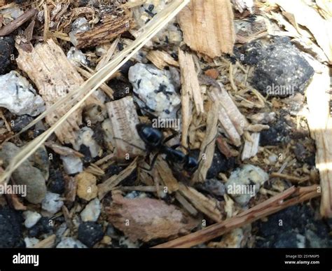 Carpenter Ants Typical Sugar Ants And Allies Camponotus Insecta