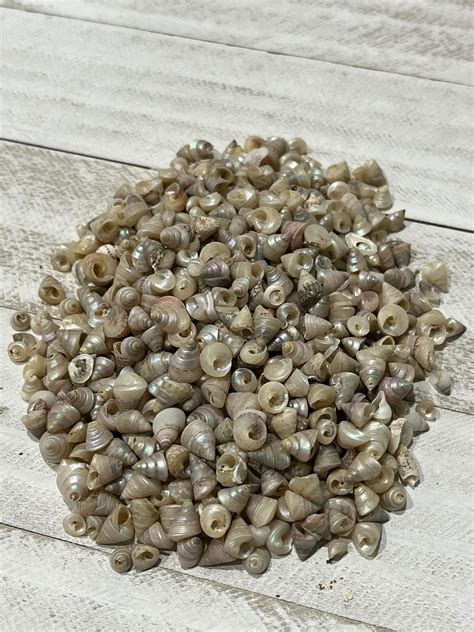Trochus Shell For Sale 89 Ads For Used Trochus Shells