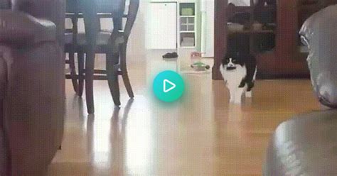 And Ive Have To Live With These Idiots  On Imgur
