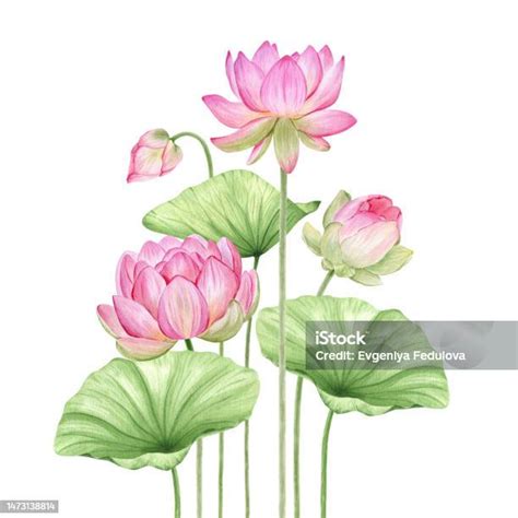 핑크 연꽃과 나뭇잎 수채화 그림입니다 연꽃과 구성 중국 수련 초대장 영화 포스터 직물 및 기타 품목의 디자인을위한 디자인 0명에
