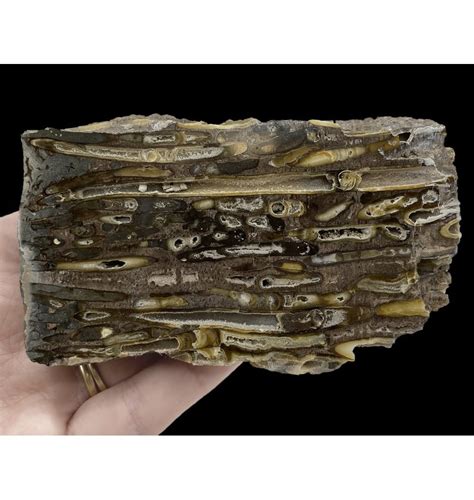 fossils for sale fossils polished eocene fossil shipworm