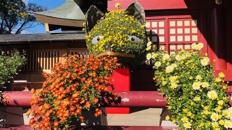 【笠間市】県内最大規模！ 5000鉢の菊の花「第117回笠間の菊まつり」1124まで開催中！（nicomama） エキスパート
