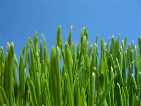 2048x952 Grass Images Background Coolwallpapers Me