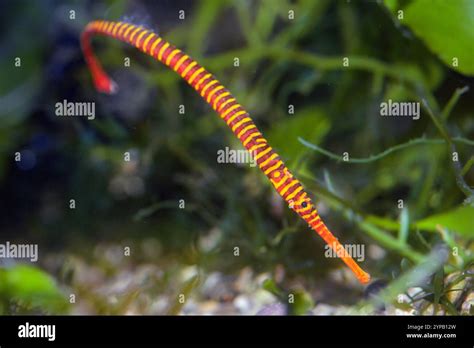 Yellowbanded Pipefish Dunckerocampus Pessuliferus In A Bed Of