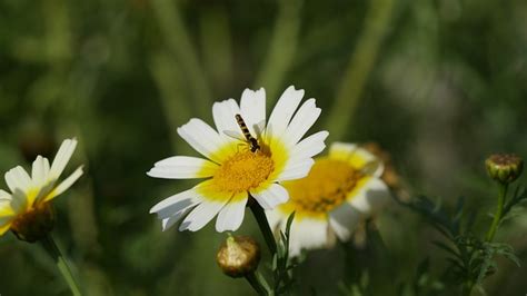 Hover Fly Flower Blossom Free Photo On Pixabay Pixabay