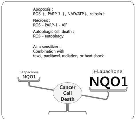 β Lapachone Induced Cell Death Modes Summary Of βlapachone Induced