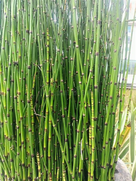 What Kind Of Grass Grows In Water At Rosalind Caine Blog