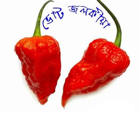 Green Or Red Assam Ghost Pepper Bhut Jalokia Packaging Carton At Best