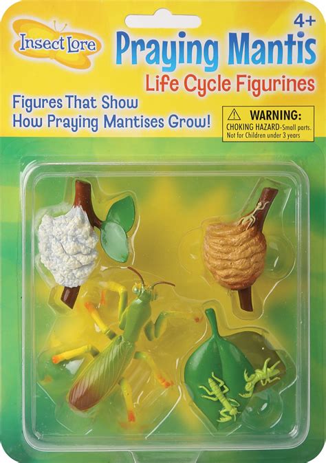 Praying Mantis Life Cycle Figurines Artofit