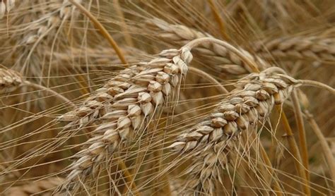 15 Proven Health Benefits Of Rye Health Tips