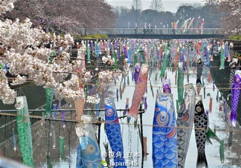 好遊鯉魚旗與櫻花爭艷 Now 新聞