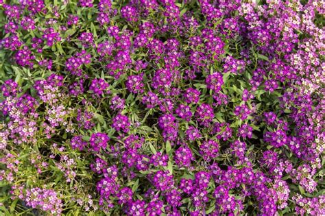 Premium Photo Bright Ornamental Plant Alyssum Violet