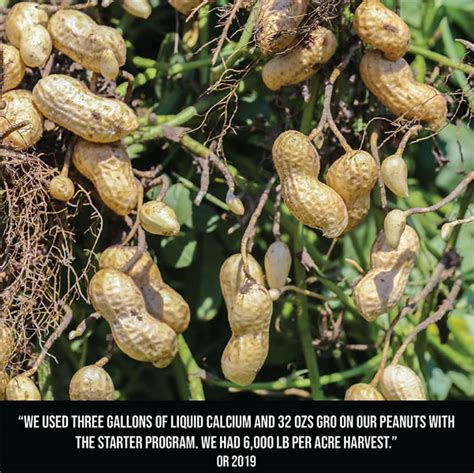 Cotton And Peanuts Agritec Liquid Calcium Fertilizer