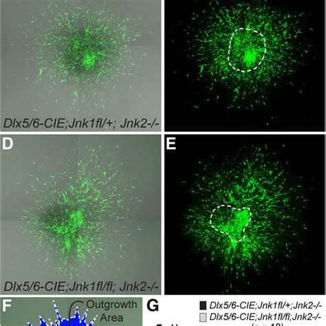 In Vitro Migration Of Cortical Interneurons From Explants Of Mge Tissue Download Scientific