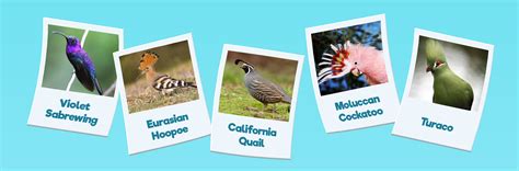 Bird Sort Puzzle On Behance