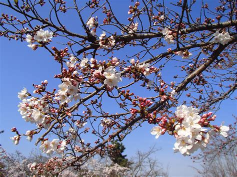 4月2日撮影 円山公園の桜開花状況 イベントのご案内 京都市都市緑化協会