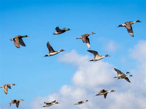 Do Ducks Migrate All You Need To Know Birdfact