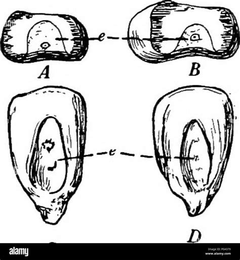 Corn Kernel Diagram