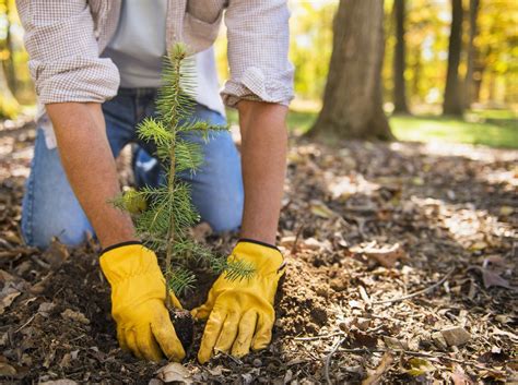 Tree Planting In Toronto Planting Trees Toronto Tree Doctors Inc